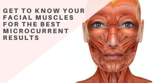 Get to Know your Facial Muscles for the Best Microcurrent Results ...